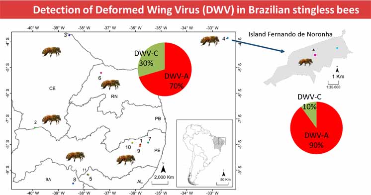 Vírus ameaça sobrevivência de abelhas nativas do Nordeste
